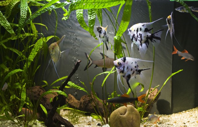 A Balanced Aquarium – Zolux