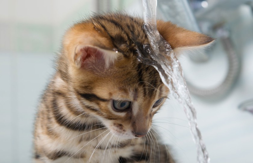 Cat litter trays - Zolux