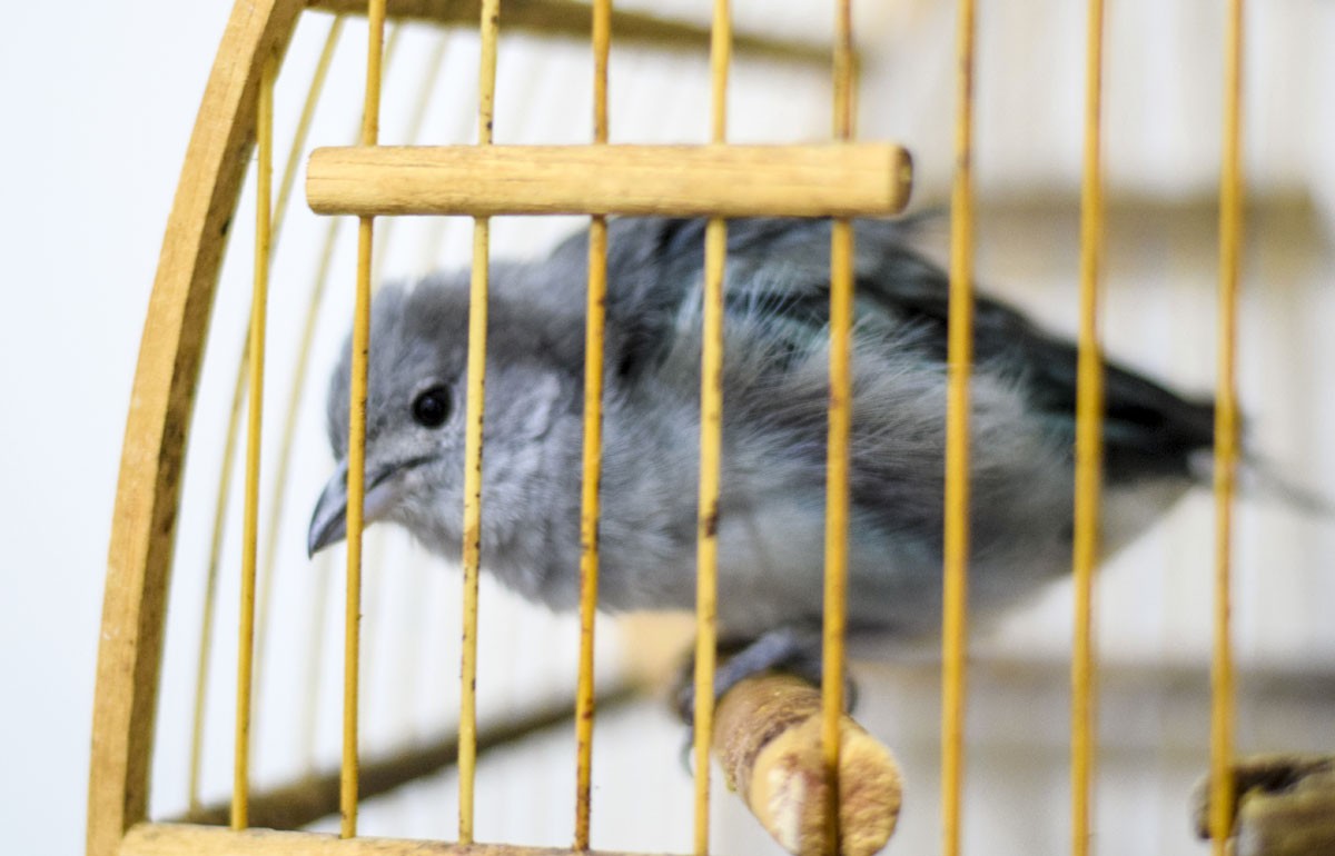 Bird hygiene - Zolux