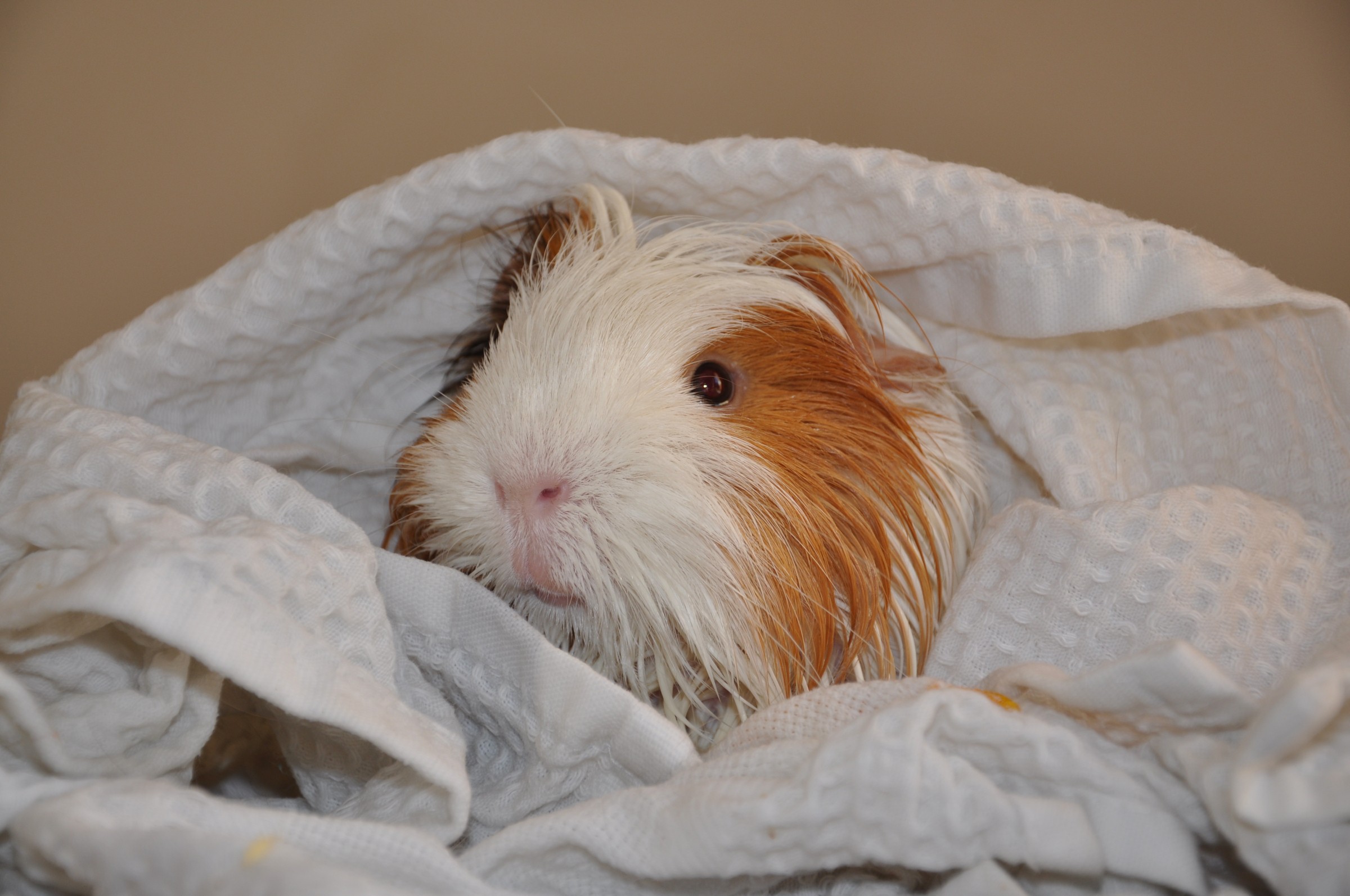 Grooming for small animals - Zolux