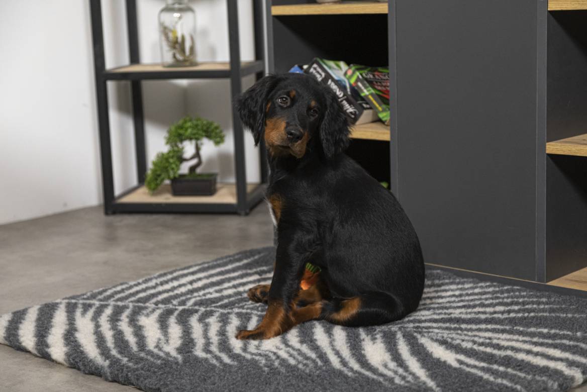 Insulating Mats - Dog