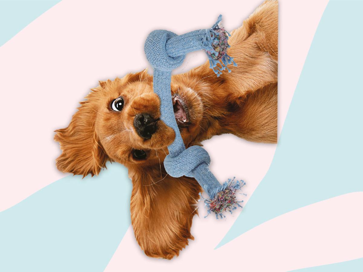 Zolux - Cosmic rope toys