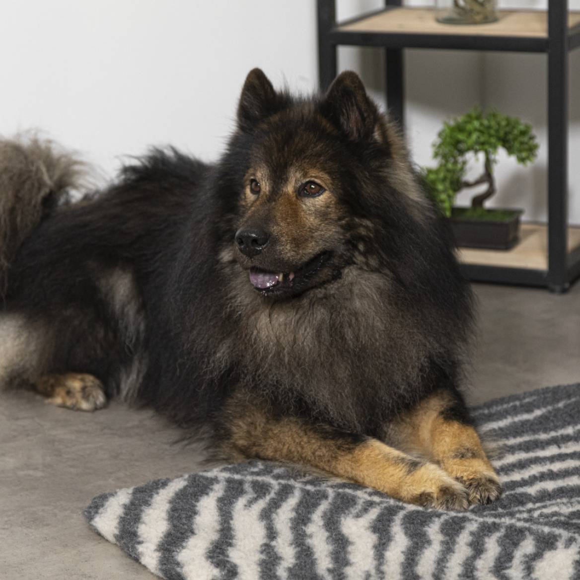 Insulating Mats - Dog