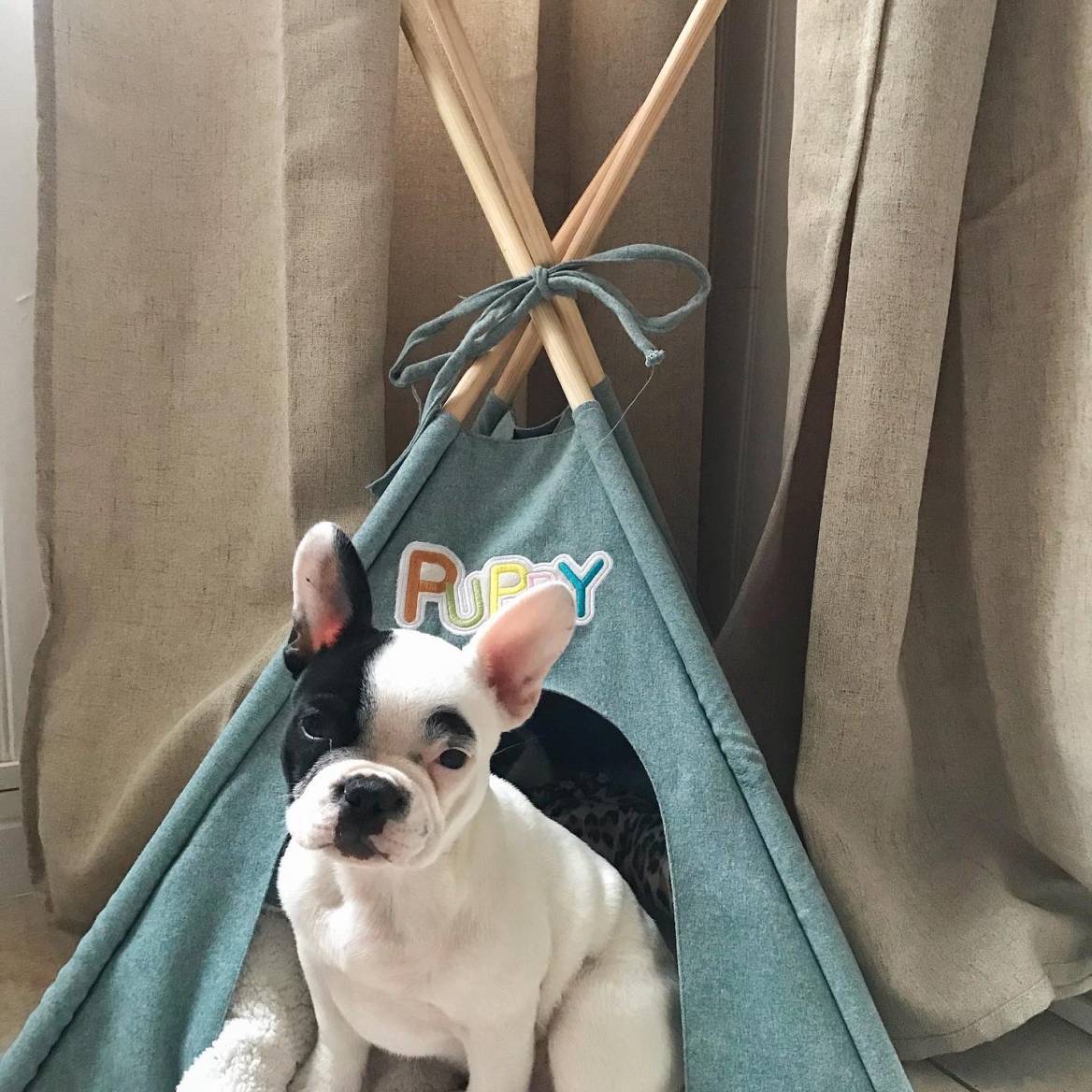 Zolux - Pet shop professional