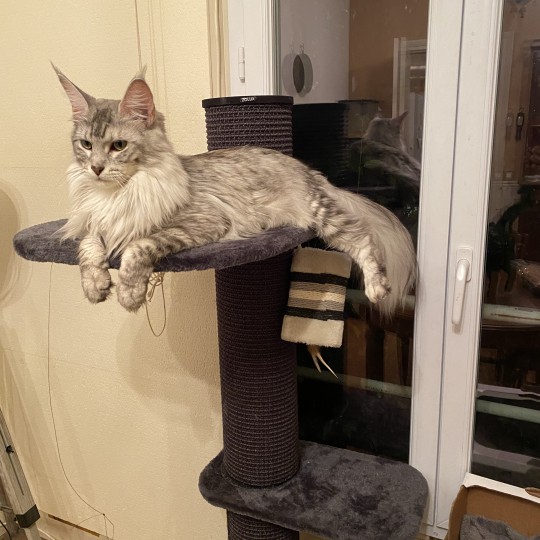 Zolux - Pet shop professional