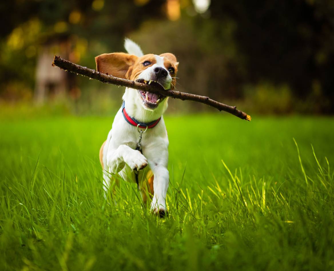 The “Fetch, Retrieve, Drop!” command - Zolux