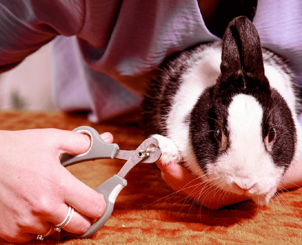Grooming for small animals - Zolux