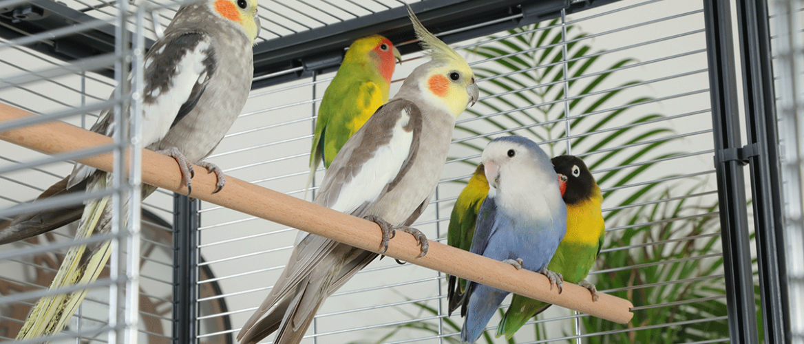 Zolux - Pet shop professional