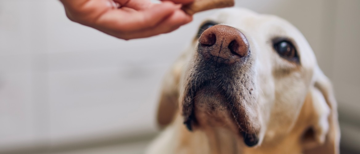 Zolux - Pet shop professional